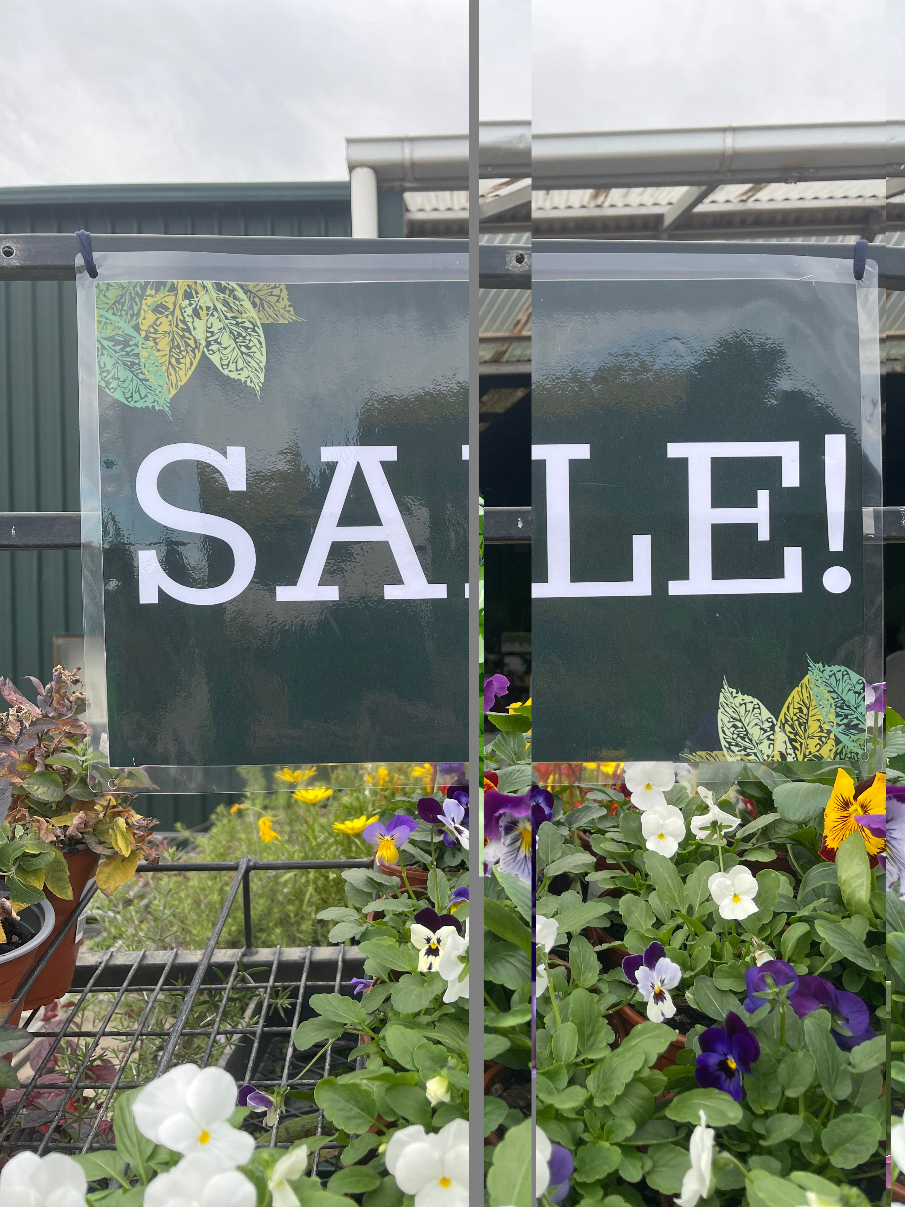 Colorful Plant & Seedling Sale Alert! – All Green