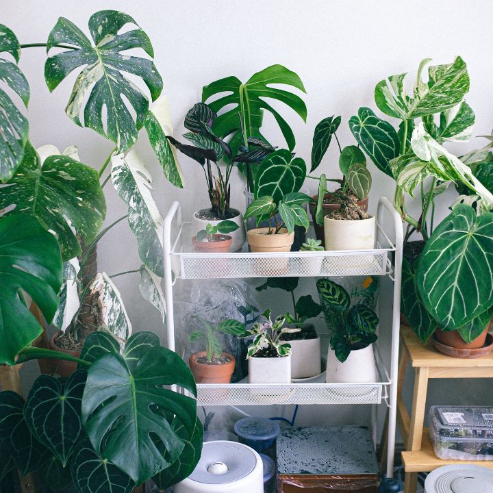 Indoor Plants – All Green