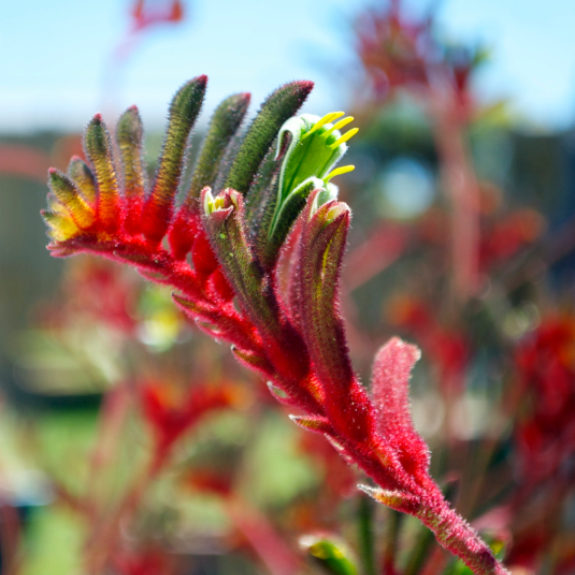 Australian Native Plants – All Green