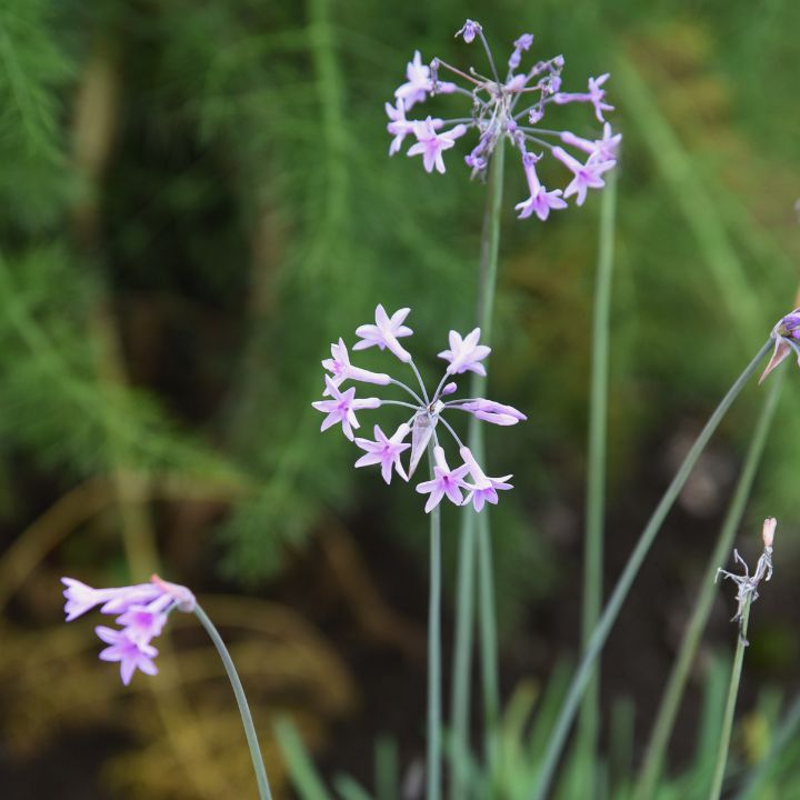 Tulbaghia Violacea Variegata 'Garlic Plant' 140mm – All Green