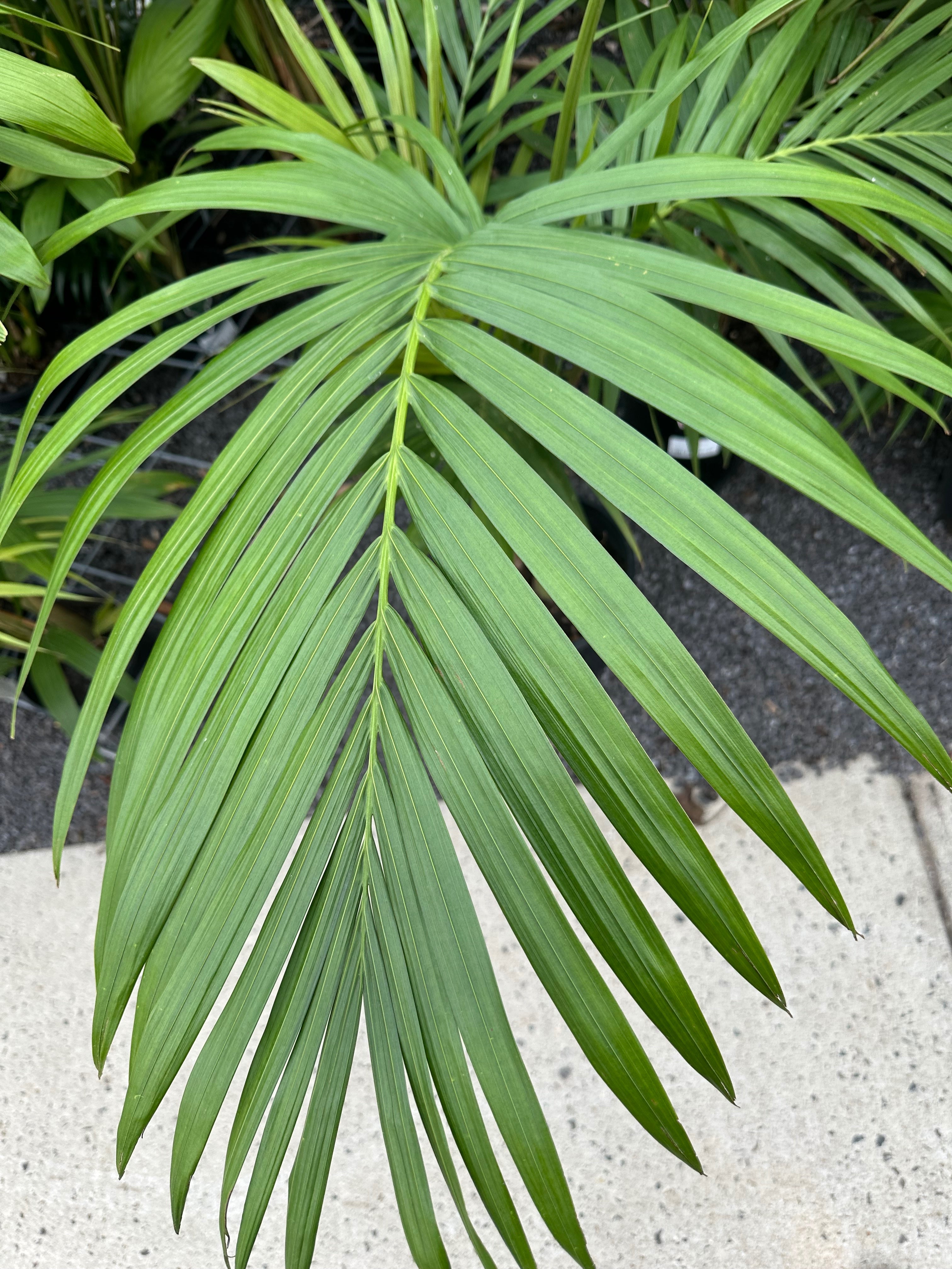 Bangalow Palm – All Green