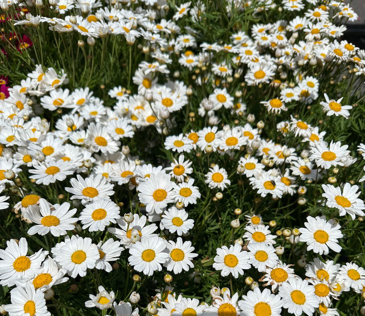 Argyranthemum Daisy Assorted 140mm – All Green