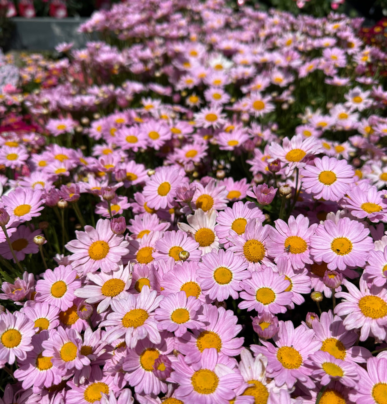 Argyranthemum Daisy Assorted 140mm – All Green