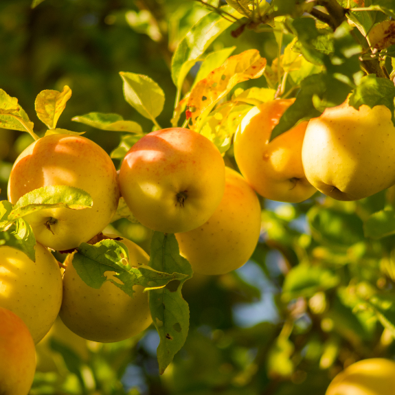 Dwarf Apple 'Golden Delicious' - Potted 250mm – All Green