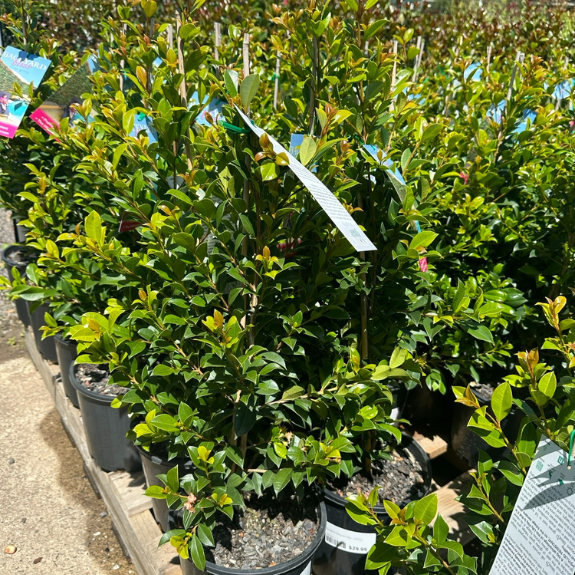 Backyard Bliss - 200mm Pot – All Green