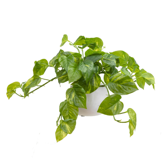 Epipremnum Aureum Snow Queen Devils Ivy (Pothos) - 175mm Hanging Baske ...